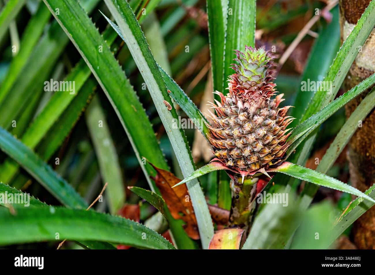 Ananas wild hi-res stock photography and images - Alamy