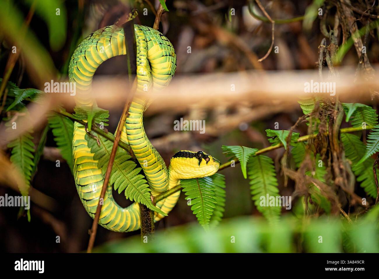 The pit viper (Craspedocephalus trigonocephalus Stock Photo - Alamy
