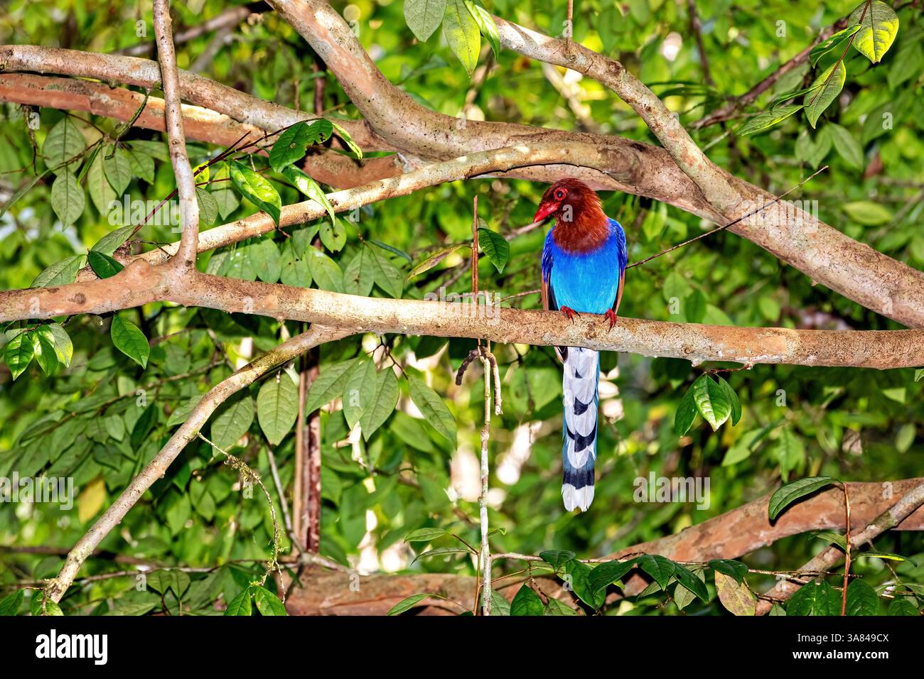 Sri lanka ceylon blue magpie hi-res stock photography and images - Alamy