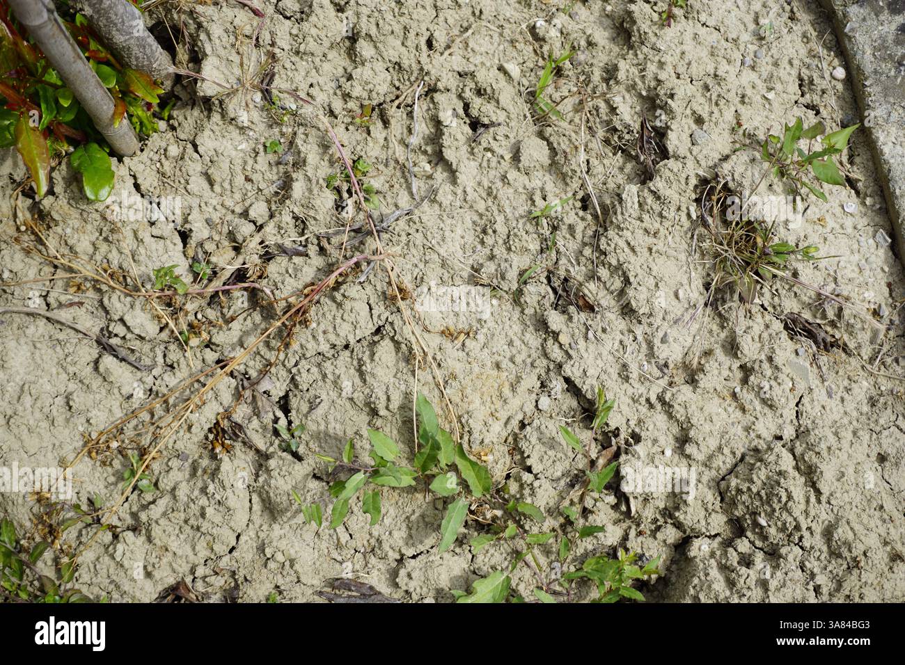 The eroded surface of the earth with sparse vegetation, showing the ...
