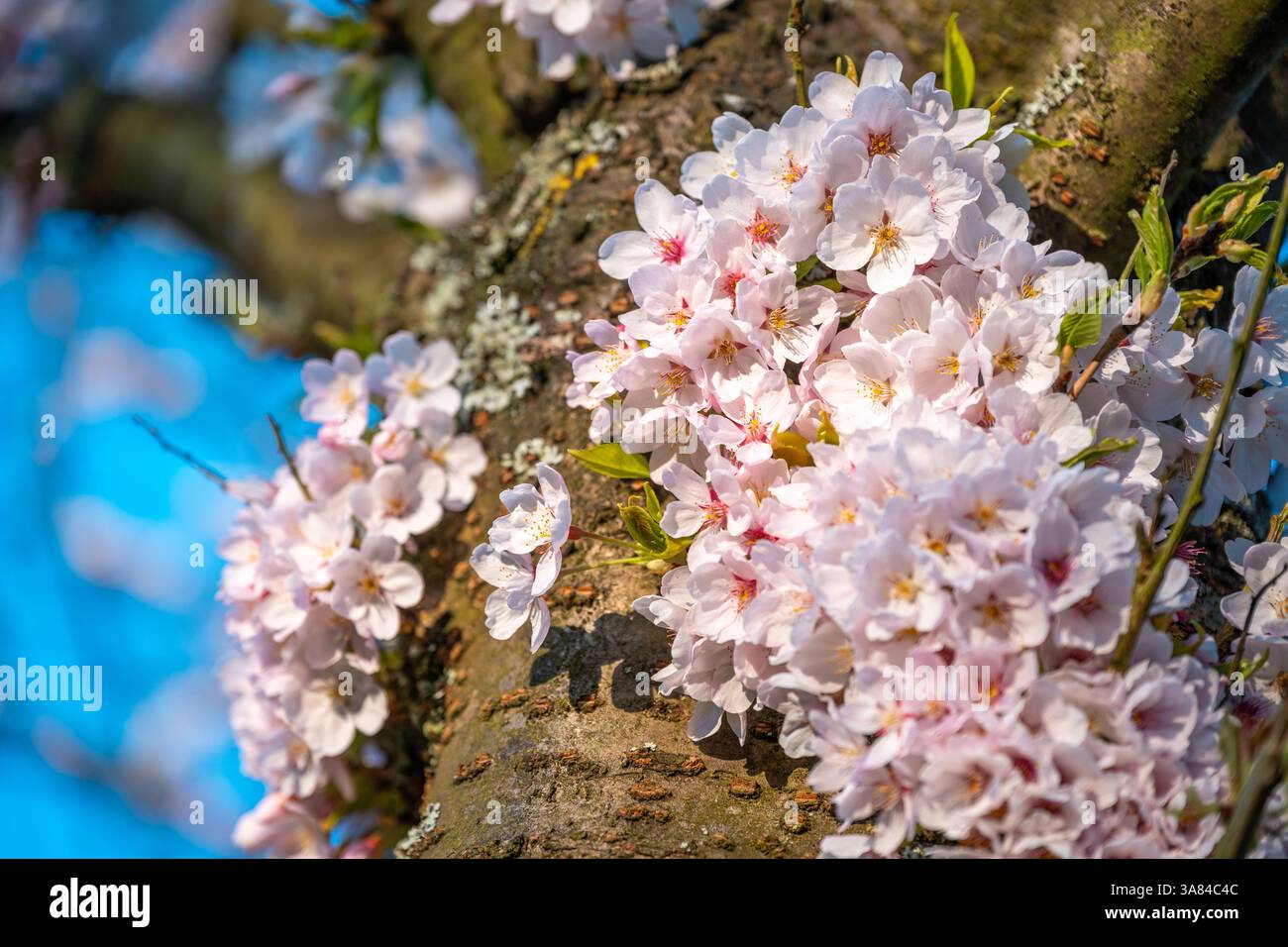 Full bloom spring blossom hi-res stock photography and images - Alamy