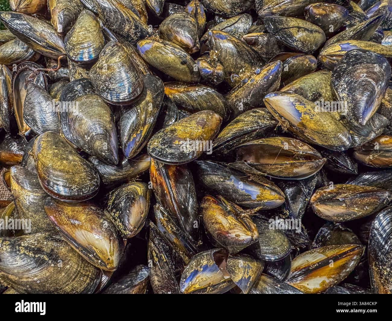 Fresh Mussels black, shellfish on display for sale at seafood market in ...