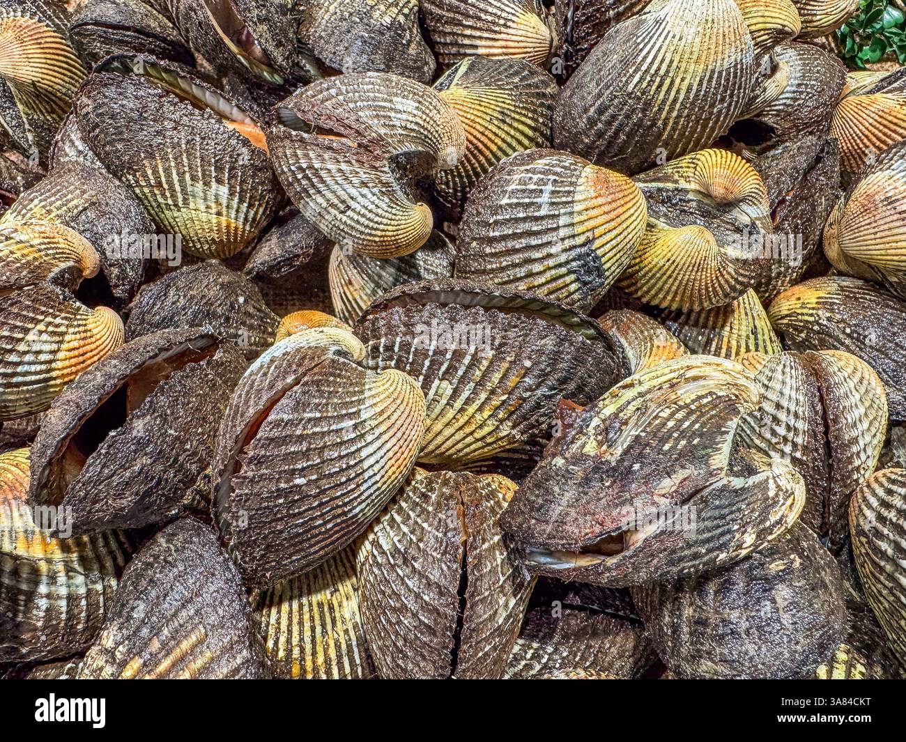 Fresh seafood, Sydney Cockle shells on sale on the fish market in ...