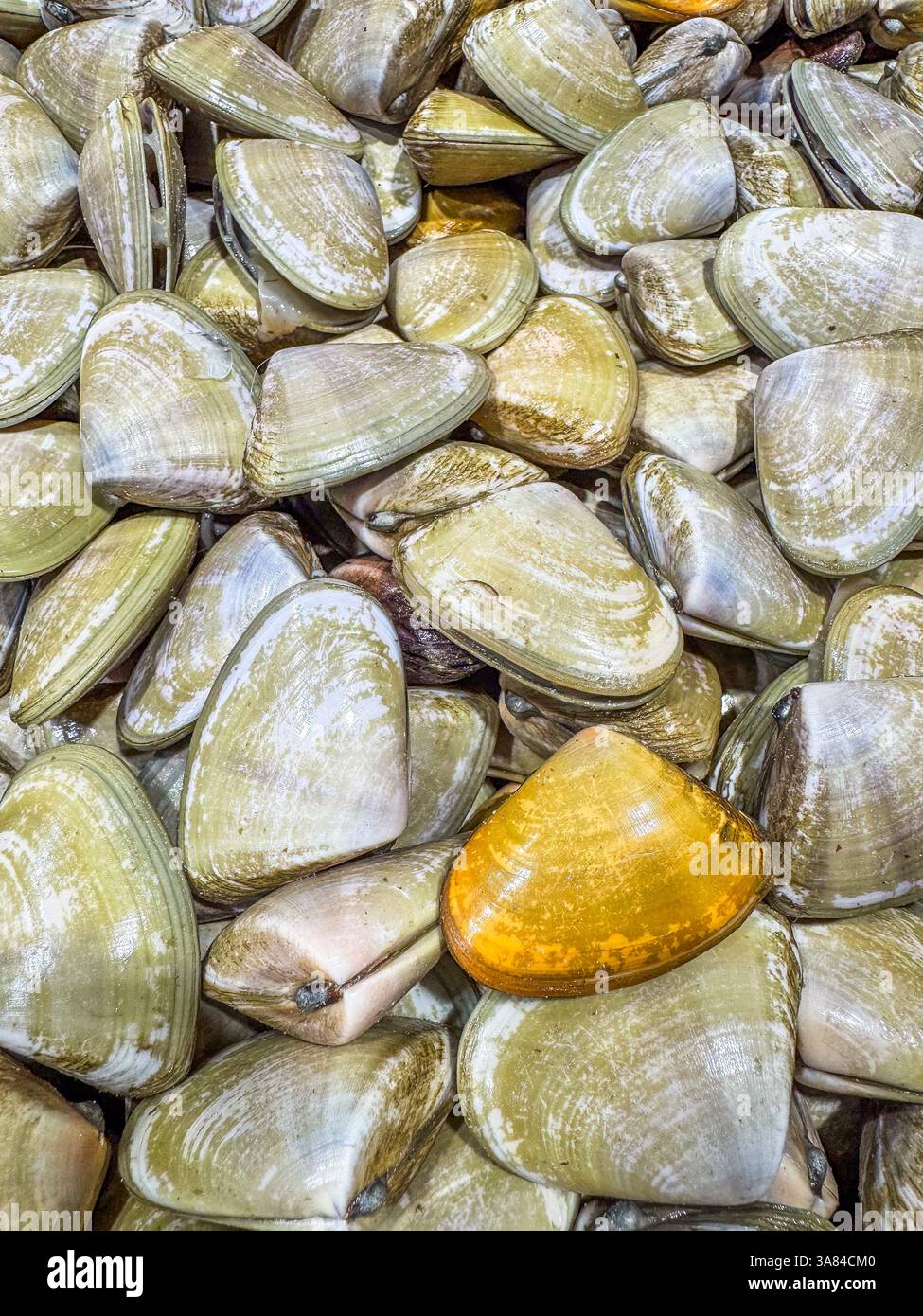 Fresh seafood clams cockles hi-res stock photography and images - Alamy