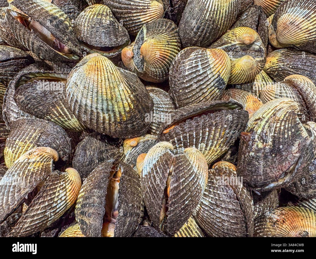 Sydney cockle shells hi-res stock photography and images - Alamy