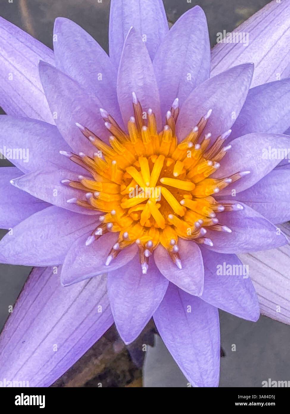 Water lily (Nymphaea caerulea) or blue lotus flower in water. The ...