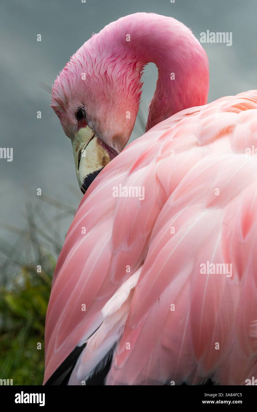 Andean flamingo captive slimbridge hi-res stock photography and images ...