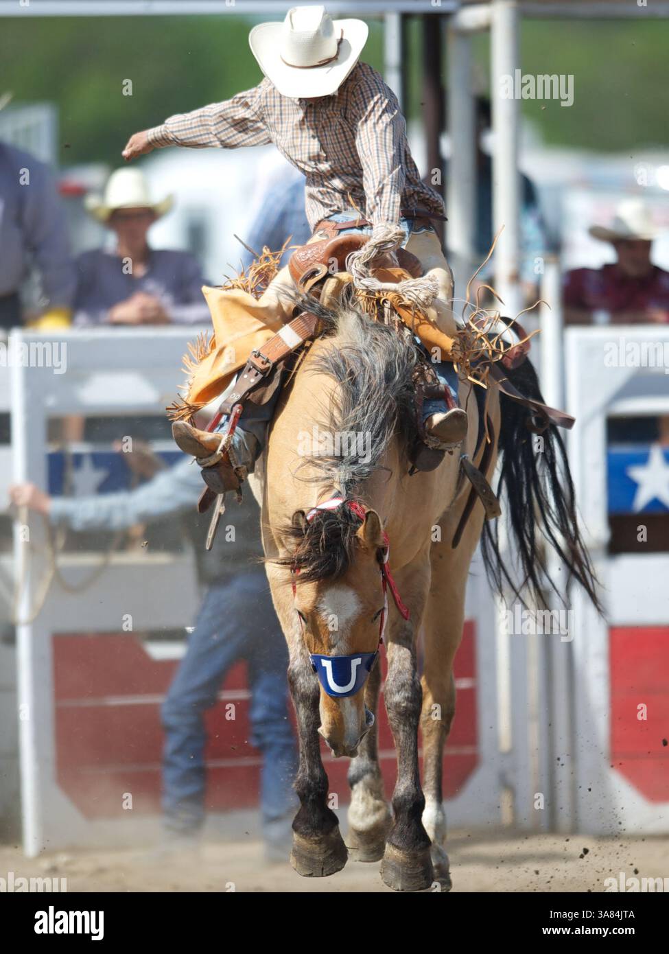 April 13, 2013 - Oakdale, California, USA - Saddle bronc rider John ...