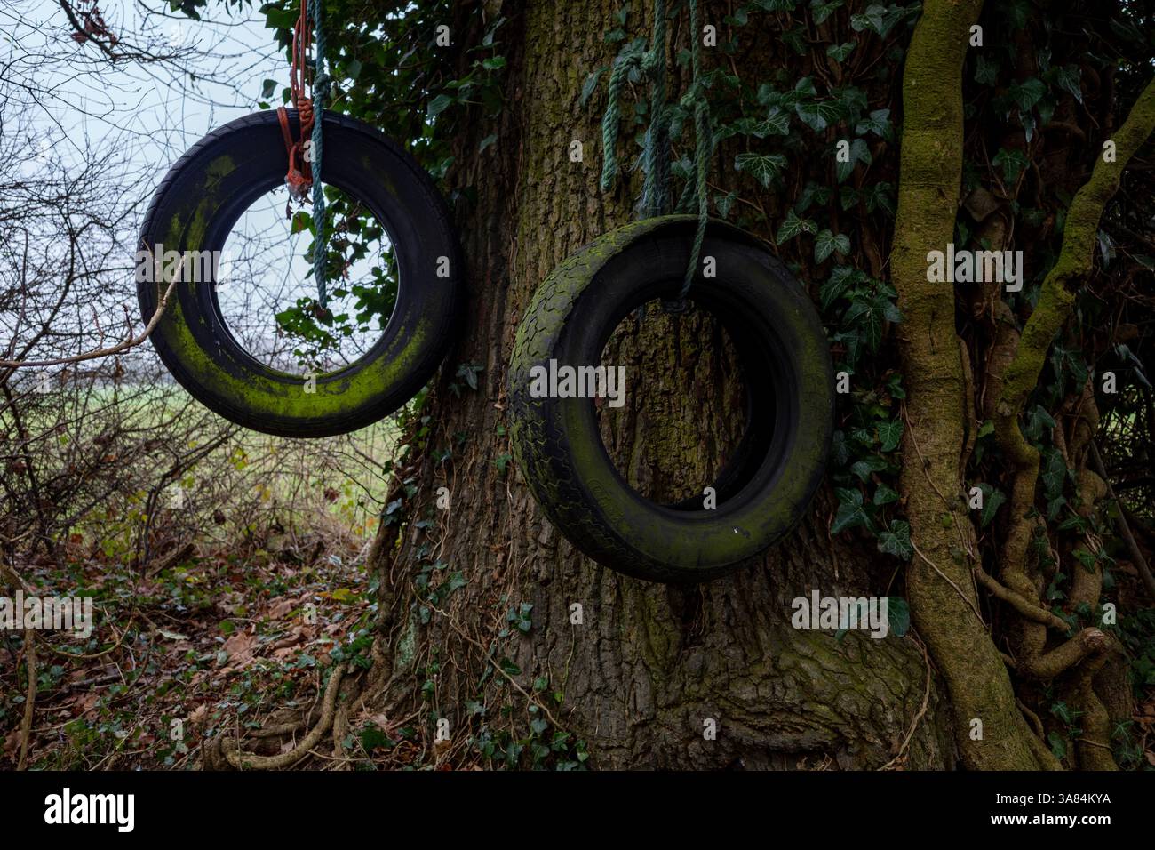 Car tyres tied in a tree hi-res stock photography and images - Alamy