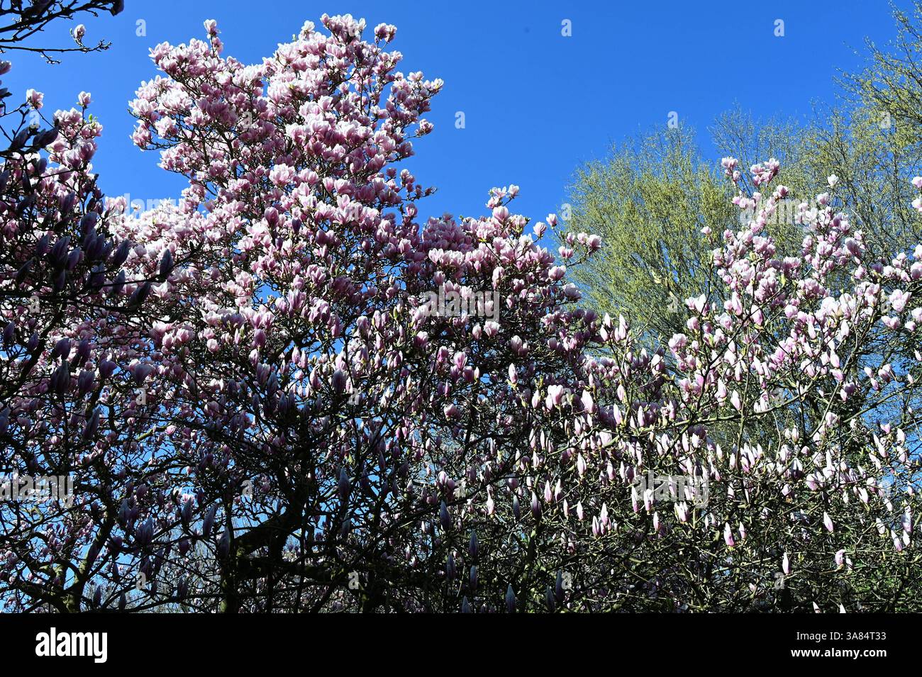 Blüten einer Magnolie Magnolia an einem Magnolienbaum *** Blossoms of a ...