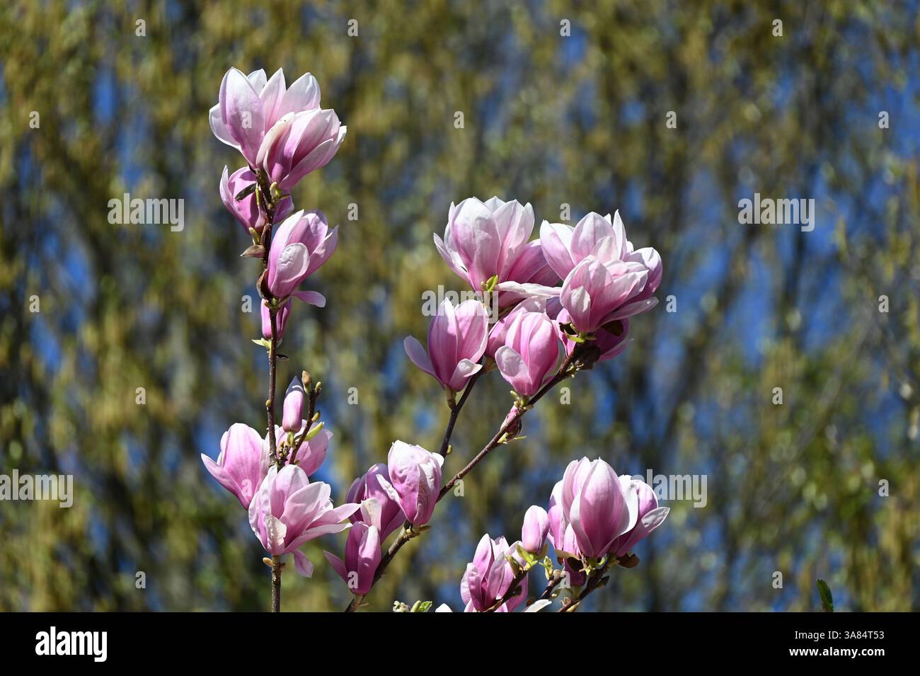 Blüten einer Magnolie Magnolia an einem Magnolienbaum *** Blossoms of a ...