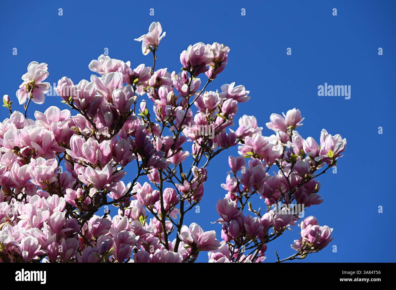 Blüten einer Magnolie Magnolia an einem Magnolienbaum *** Blossoms of a ...