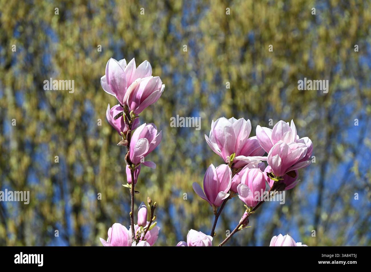 Blüten einer Magnolie Magnolia an einem Magnolienbaum *** Blossoms of a ...