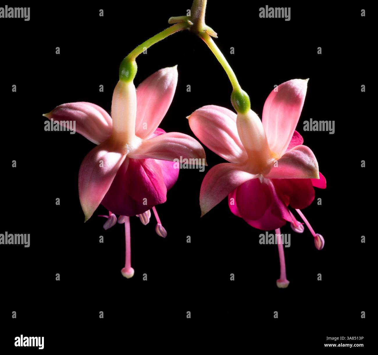 Fuchsia. Two blooms photographed under studio lighting Stock Photo - Alamy