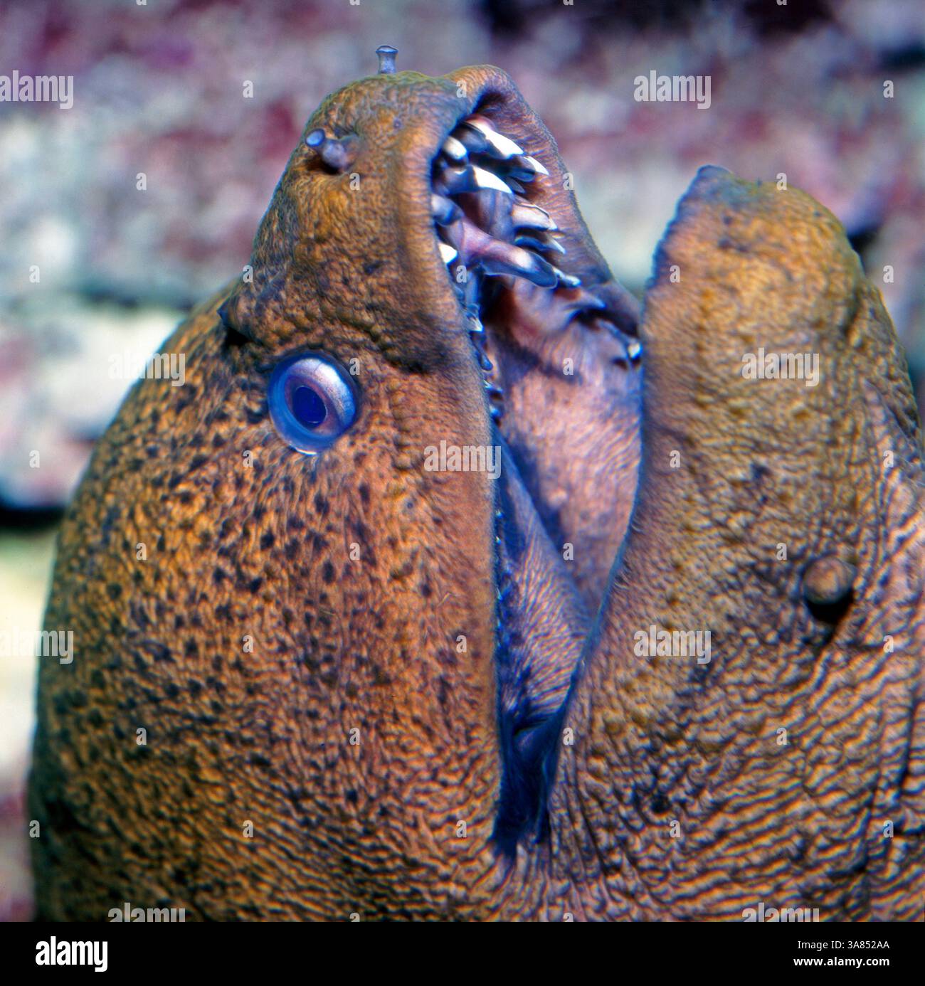 Marmor-Muraene, Gymnothorax undulatus. Muraenen bewohnen Korallenriffe ...