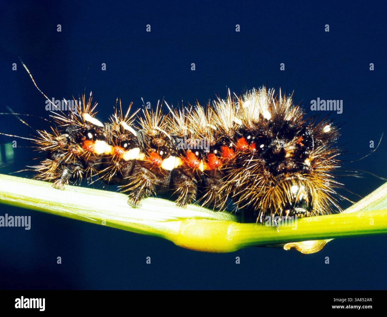 Die lebhaft gefaerbte Raupe des Pappelspinners Leucoma salicis, auch ...