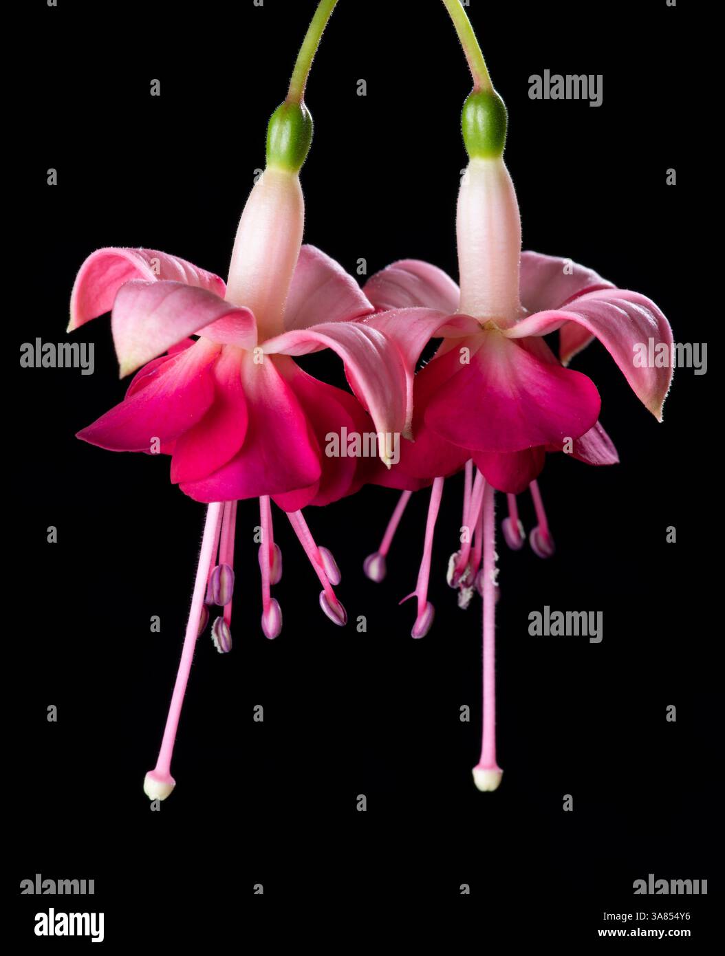 Fuchsia. Two blooms photographed under studio lighting Stock Photo - Alamy