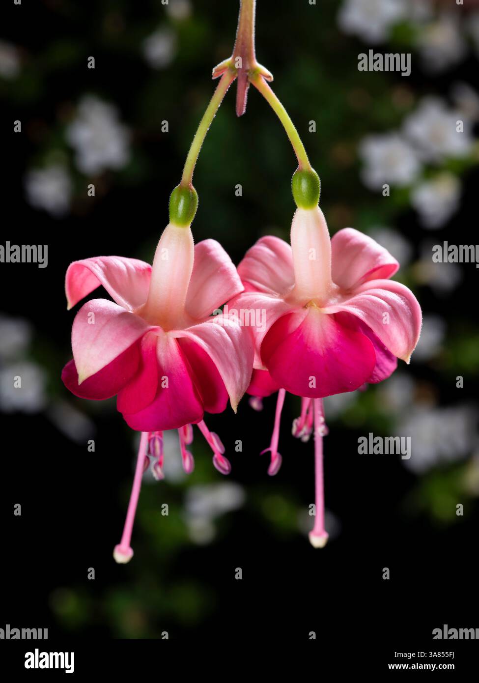 Fuchsia. Two blooms photographed under studio lighting Stock Photo - Alamy