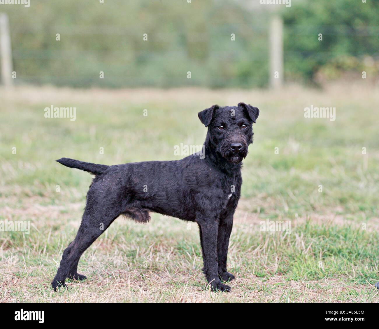 Patterdale terrier dog hi-res stock photography and images - Alamy