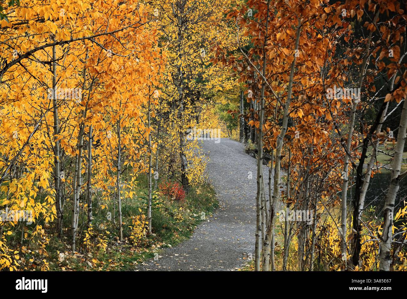 068 Yellow-orange-reddish aspen trees edge a walking loop trail around ...