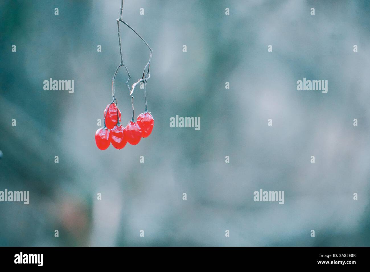 A cluster of red berries hanging from a branch. The berries are ripe ...