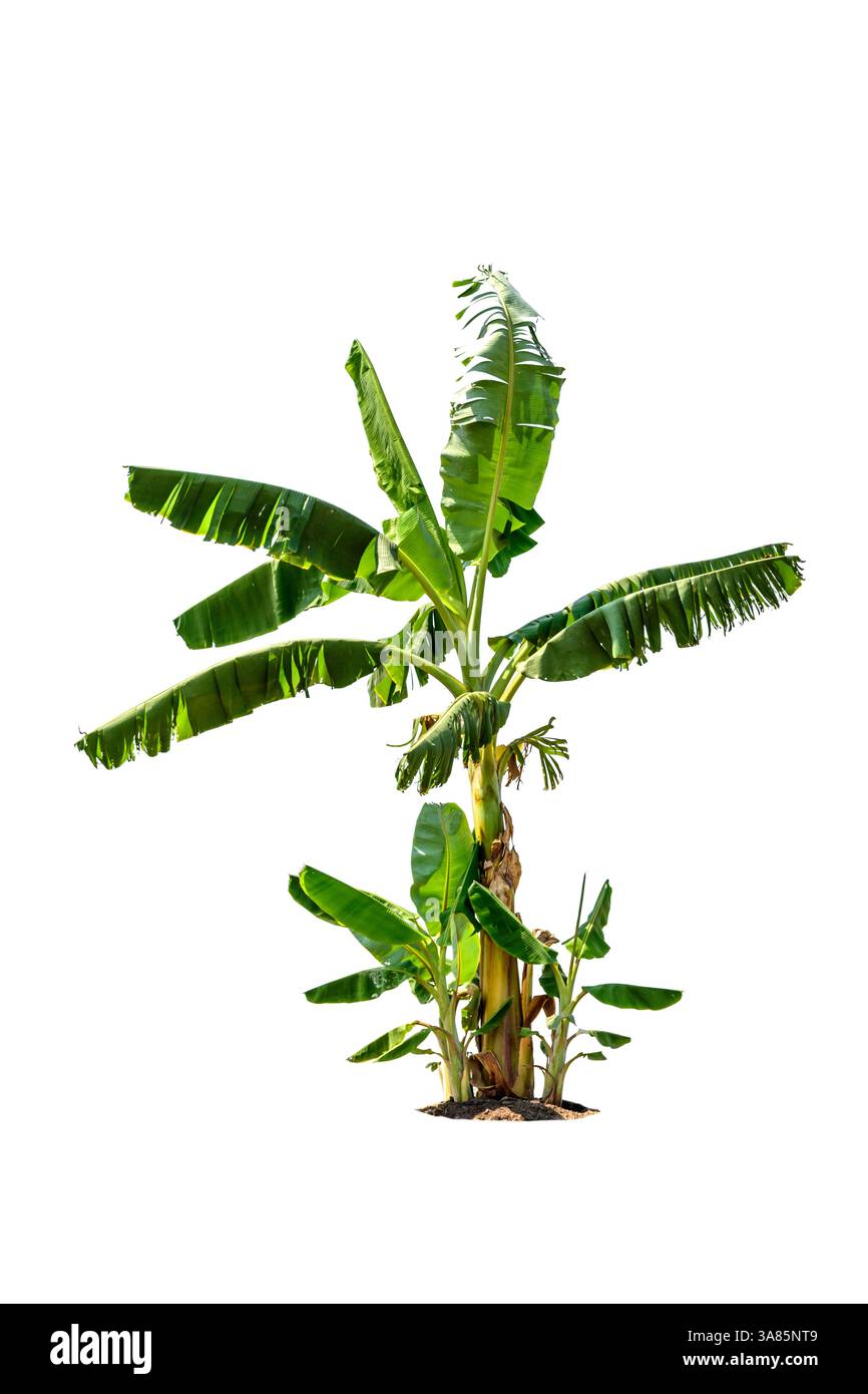 Tree (Banana tree) green color isolated on white background Stock Photo ...