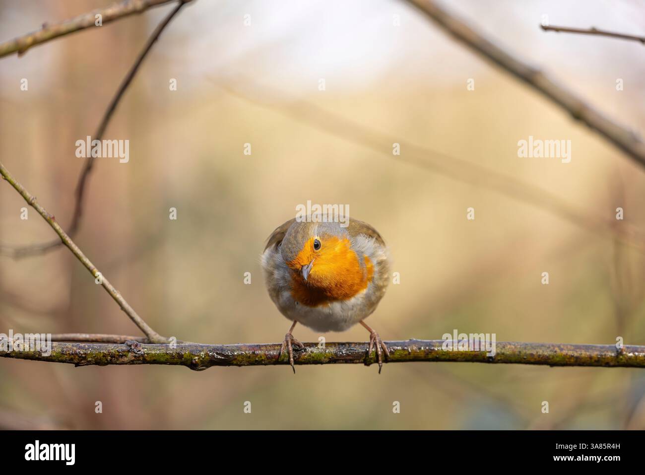 Detailed front view of a robin bird looking forward with head tilted to ...