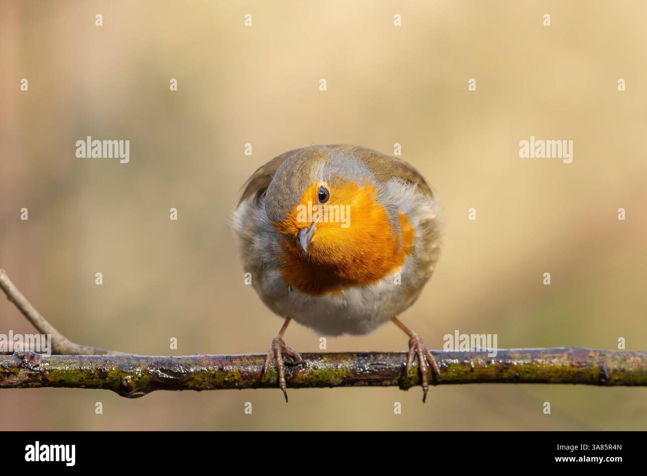 Detailed front view of a robin bird looking forward with head tilted to ...