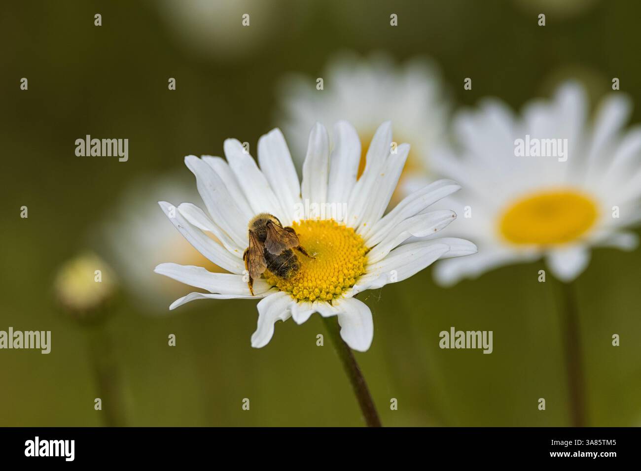 Ox eye wild flowers with insects, Norfolk countryside, East Anglia, UK ...