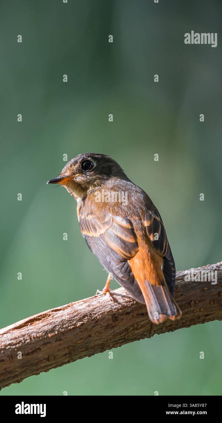 Bird (Ferruginous Flycatcher, Muscicapa ferruginea) brown sugar, orange ...