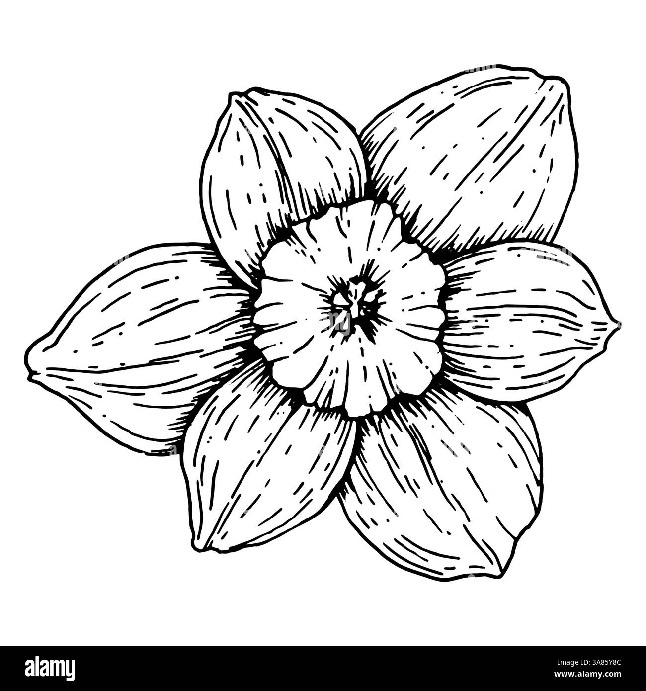 Wildflower perennial plant Black and White Stock Photos & Images - Alamy