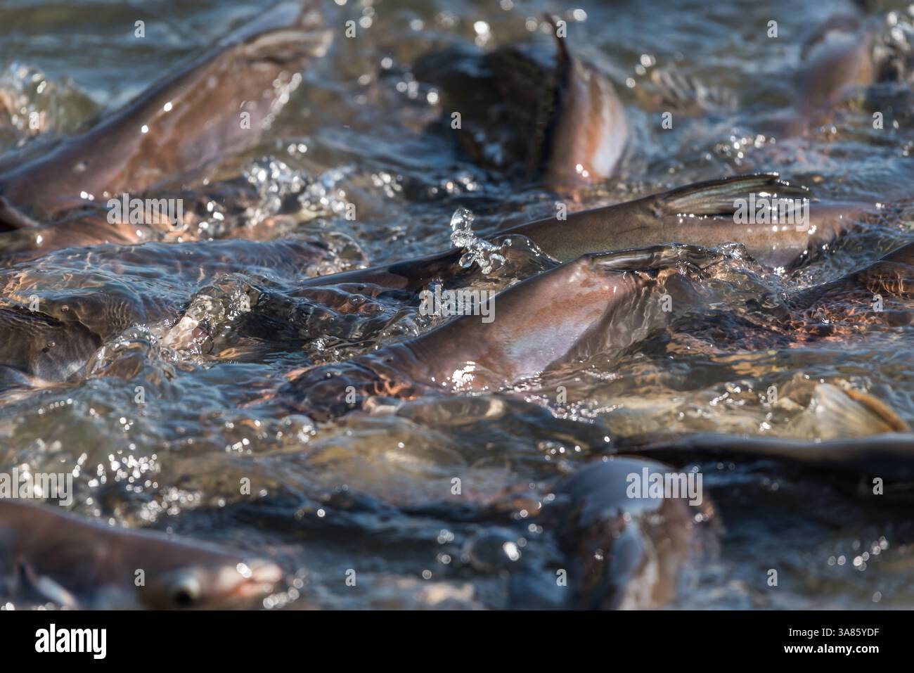 Crowd of many freshwater fish hungry such as catfish, snakehead fish ...