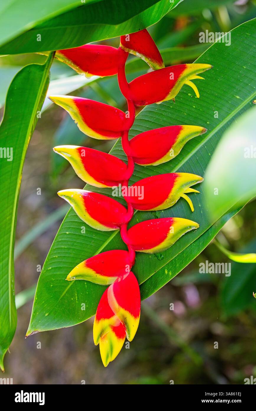 Heliconia natural habitat hi-res stock photography and images - Alamy