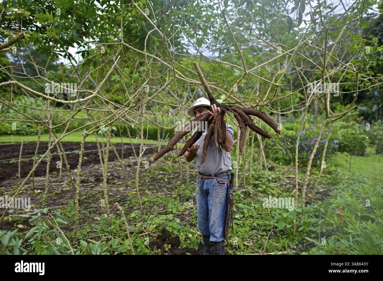 March 12, 2013 - Monteverde, Costa Rica - Costa Rican farmer extracting ...