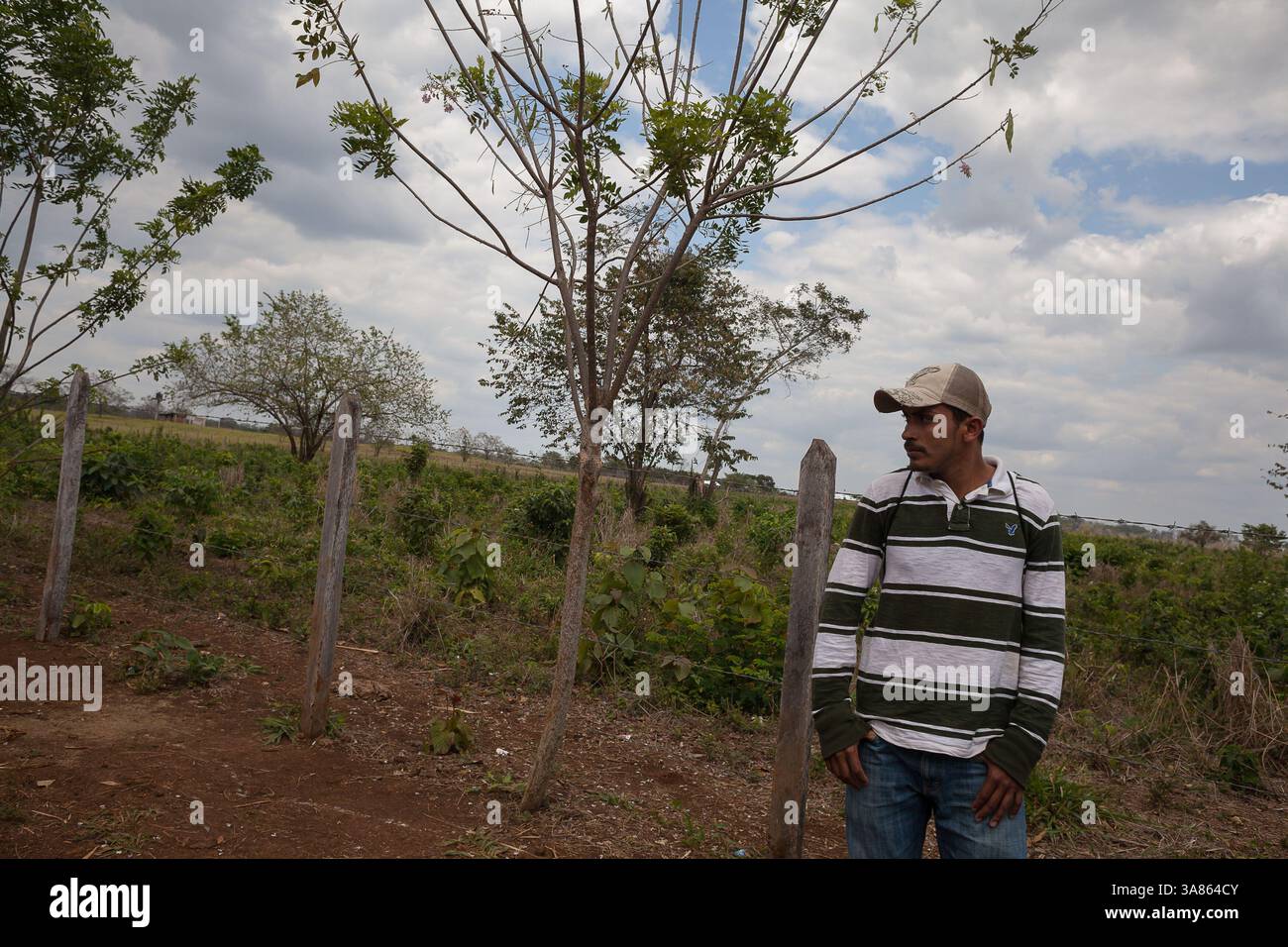 El ceibo guatemala hi-res stock photography and images - Alamy