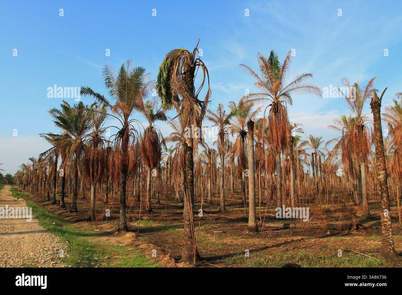 Enfermedad mala hi-res stock photography and images - Alamy