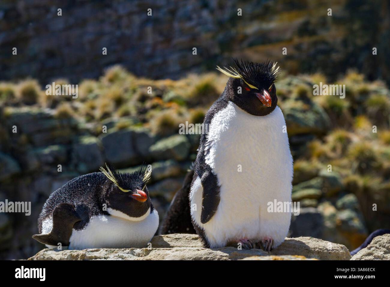 Adult rockhopper penguins (Eudyptes chrysocome chrysocome) at breeding ...