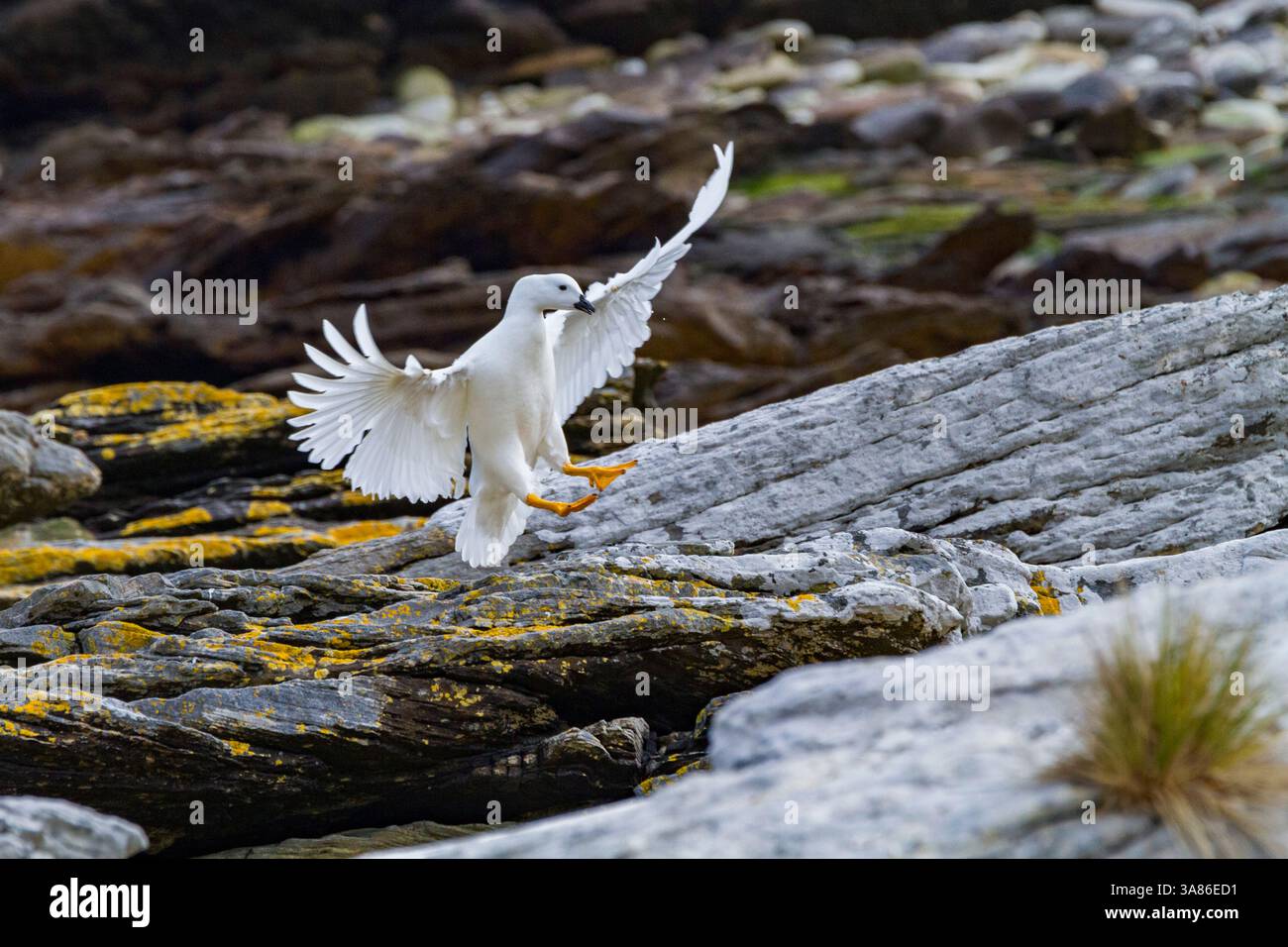 Adult male kelp goose (Chloephaga hybrida) in the Falkland Islands ...