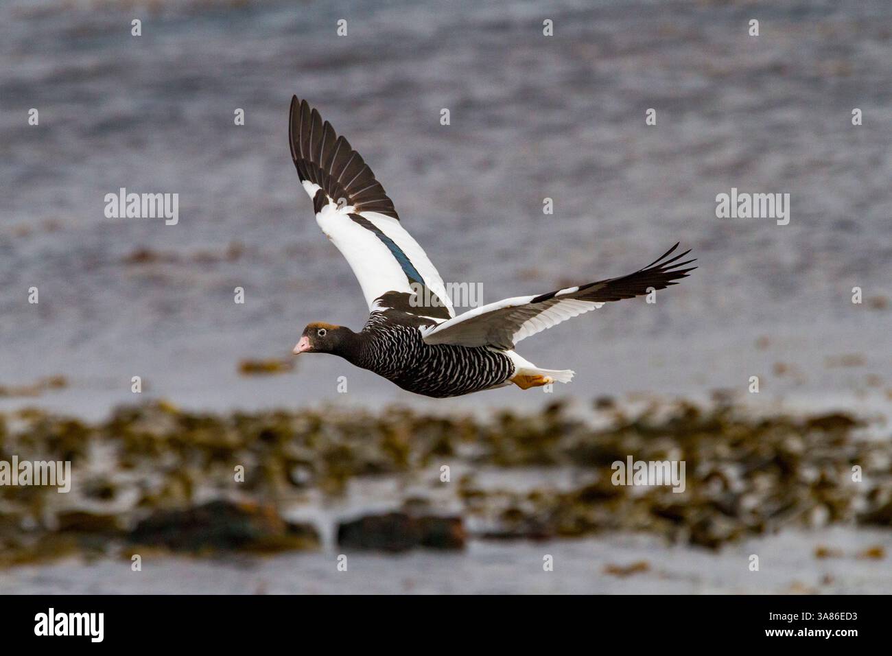 Adult female kelp goose (Chloephaga hybrida) in the Falkland Islands Stock Photo - Alamy