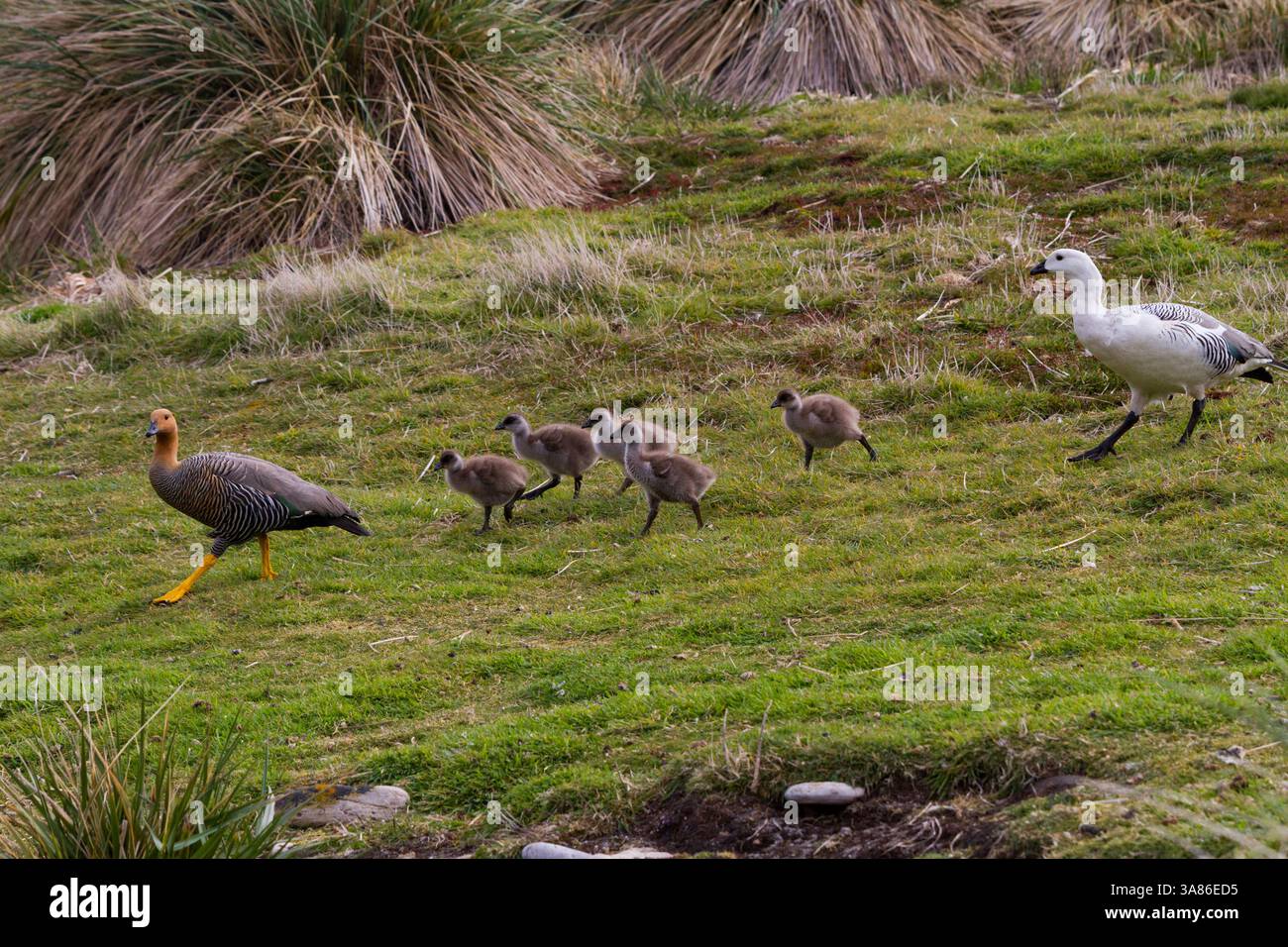 Adult upland goose pair (Chloephaga picta) with goslings on Carcass ...