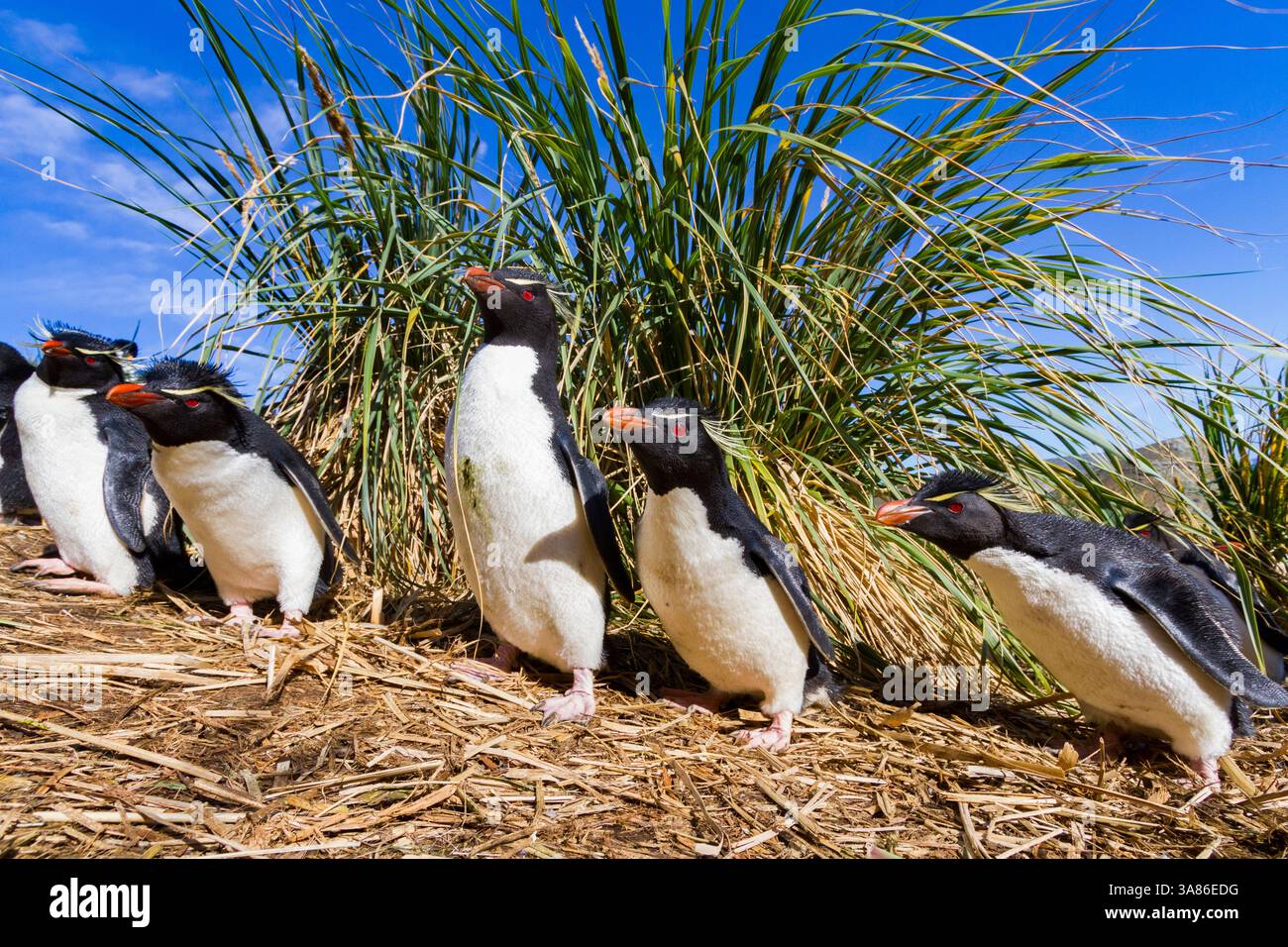 Adult rockhopper penguins (Eudyptes chrysocome chrysocome) at breeding ...