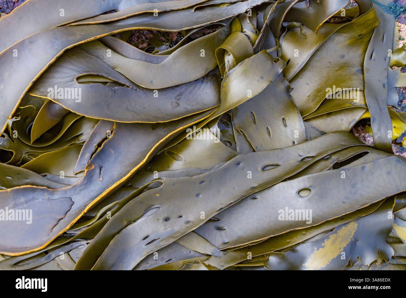 Patterns in the kelp at low tide on New Island in the Falkland Islands ...