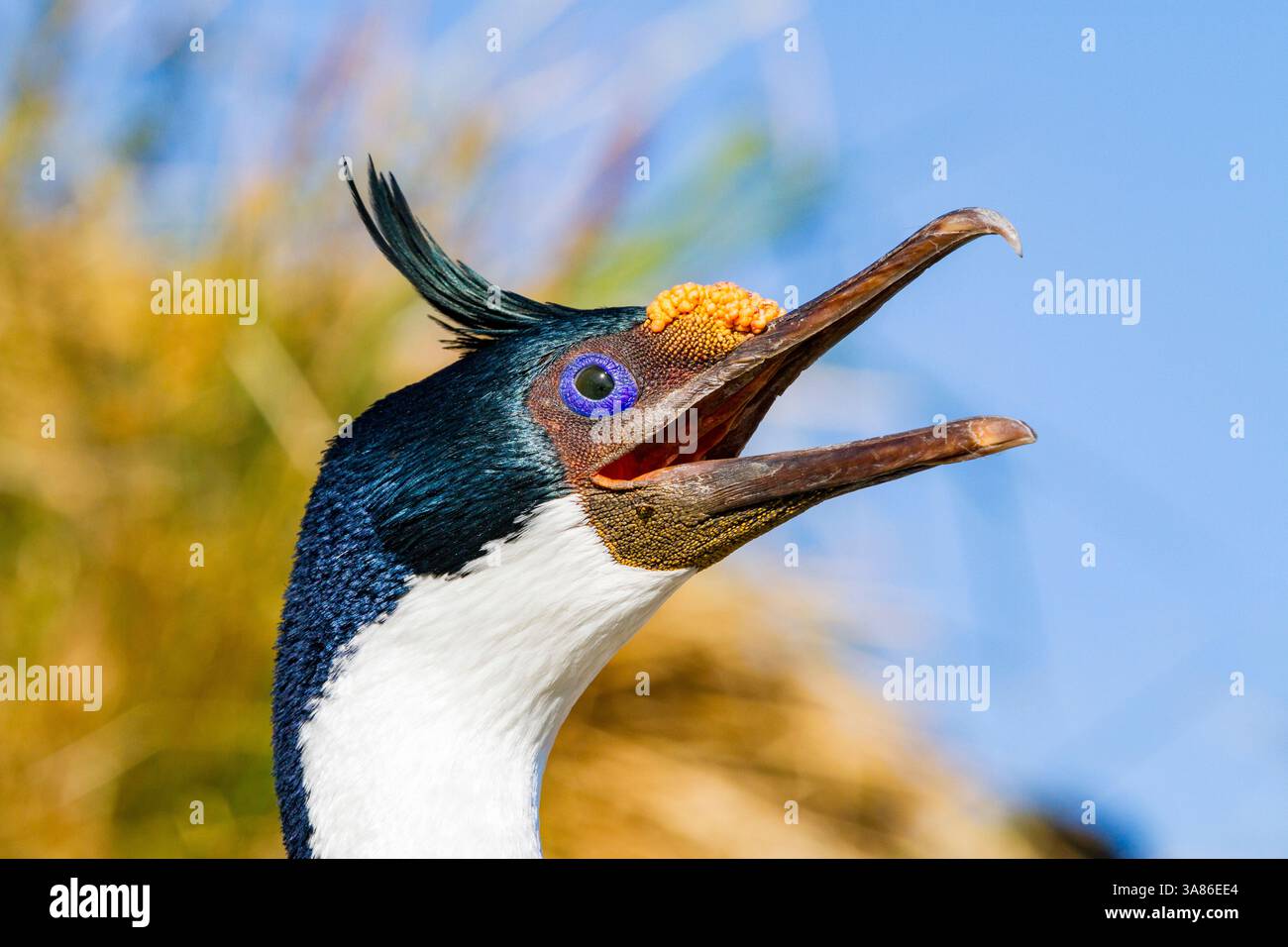 Adult Imperial Shag (Phalacrocorax (atriceps) atriceps) exhibiting ...