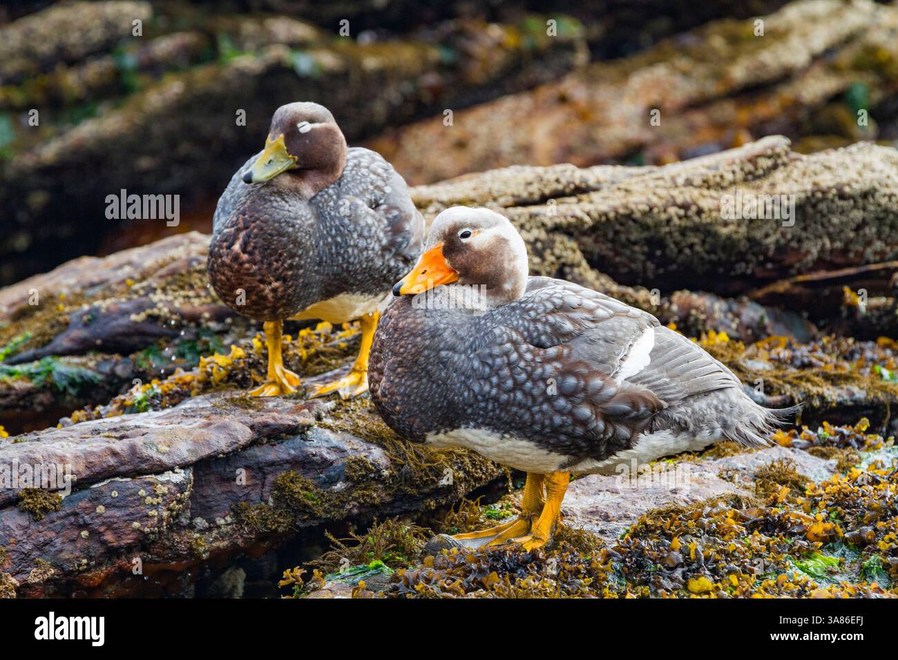 Falkland Steamerduck (Tachyeres brachypterus) pair on New Island in the ...
