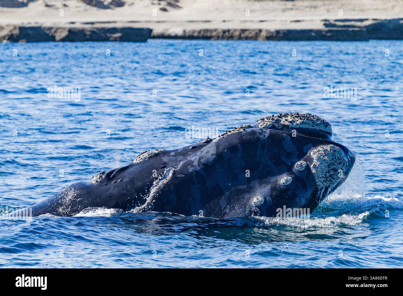 Southern Right Whale (Eubalaena australis) adult surfacing near Puerto ...