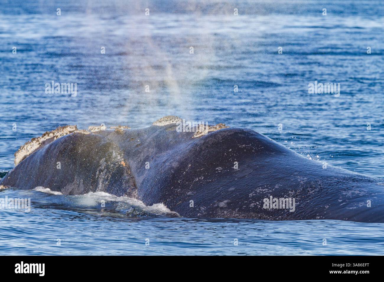 Southern right whale (Eubalaena australis) adult surfacing near Puerto ...