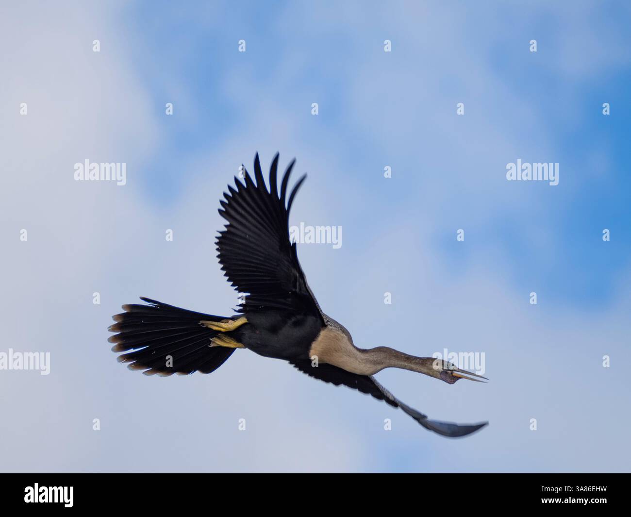 An adult anhinga (Anhinga anhinga), taking flight on New River near the ...