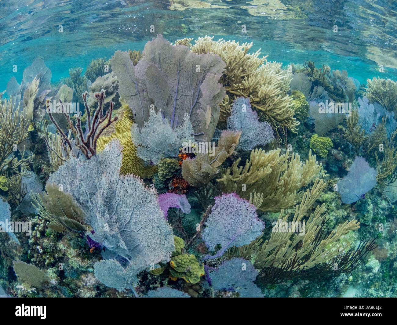 Underwater view of the reef along the circumference of the Great Blue ...