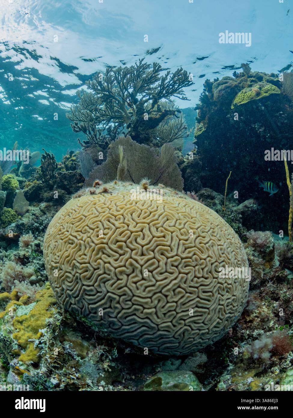 Underwater view of the reef along the circumference of the Great Blue ...