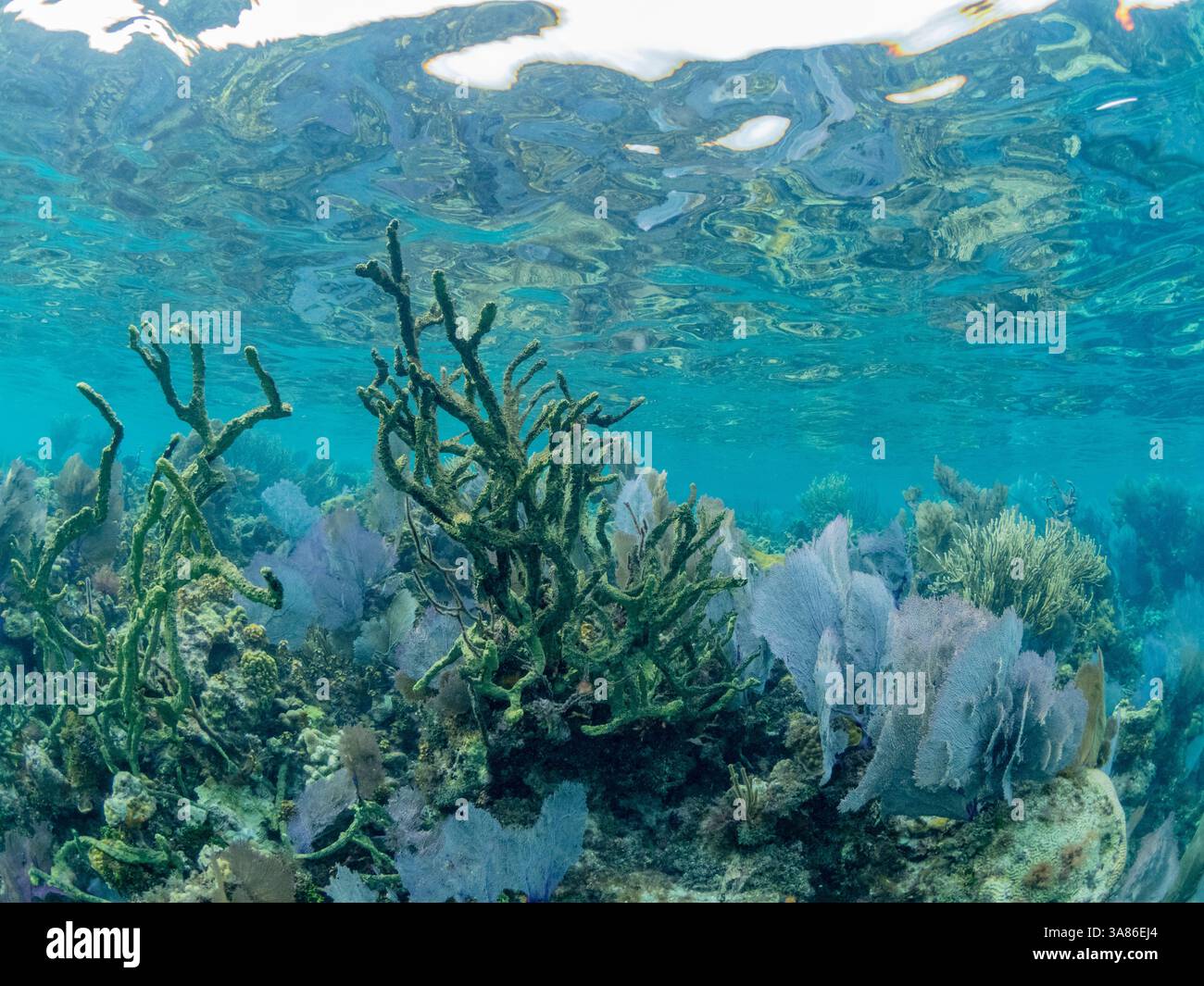Underwater view of the reef along the circumference of the Great Blue ...